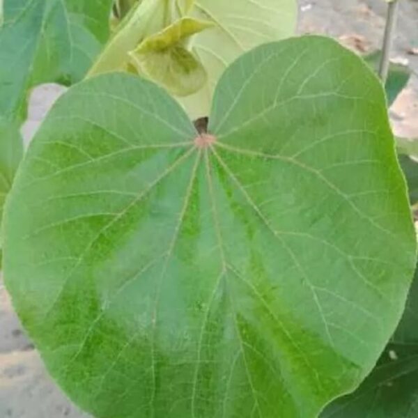 Daun Waru » Nature Ace Indonesia