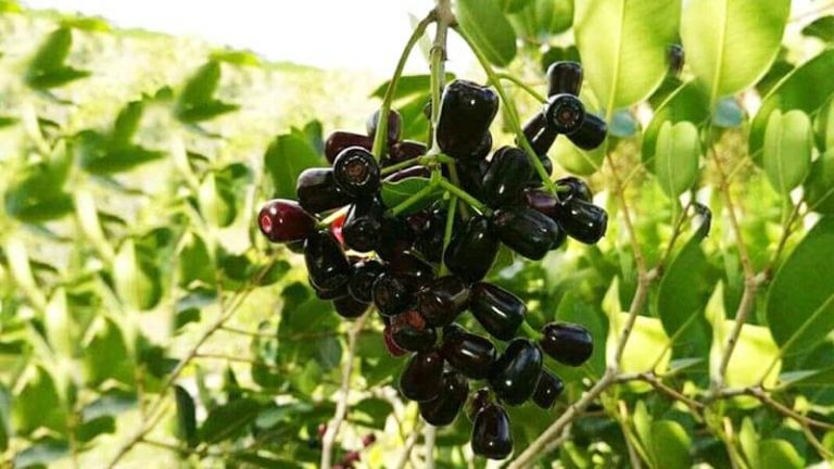 Jamblang » Nature Ace Indonesia