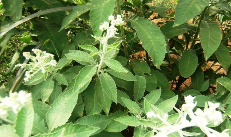 Sembung » Nature Ace Indonesia