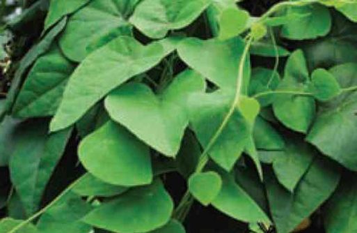 Cincau Rambat » Nature Ace Indonesia