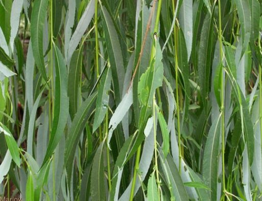 Dedalu Putih » Nature Ace Indonesia