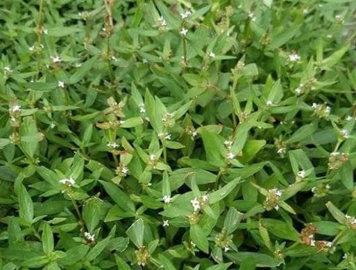 Rumput Mutiara » Nature Ace Indonesia